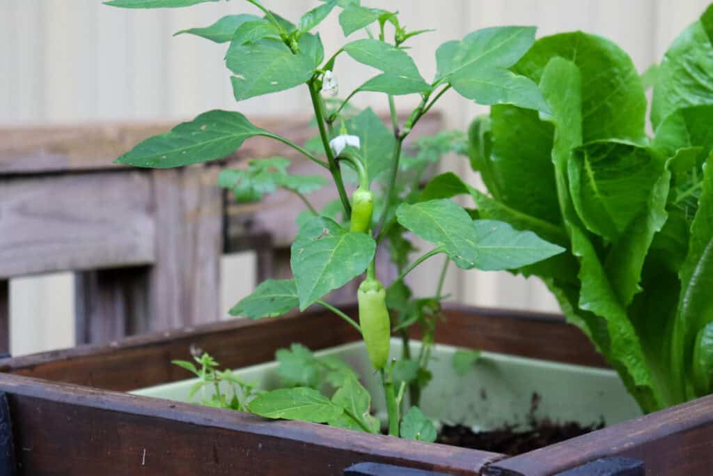 4 Easy Steps to Starting a Container Vegetable Garden