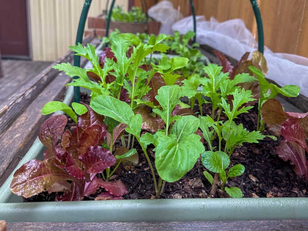 4 Easy Steps to Starting a Container Vegetable Garden