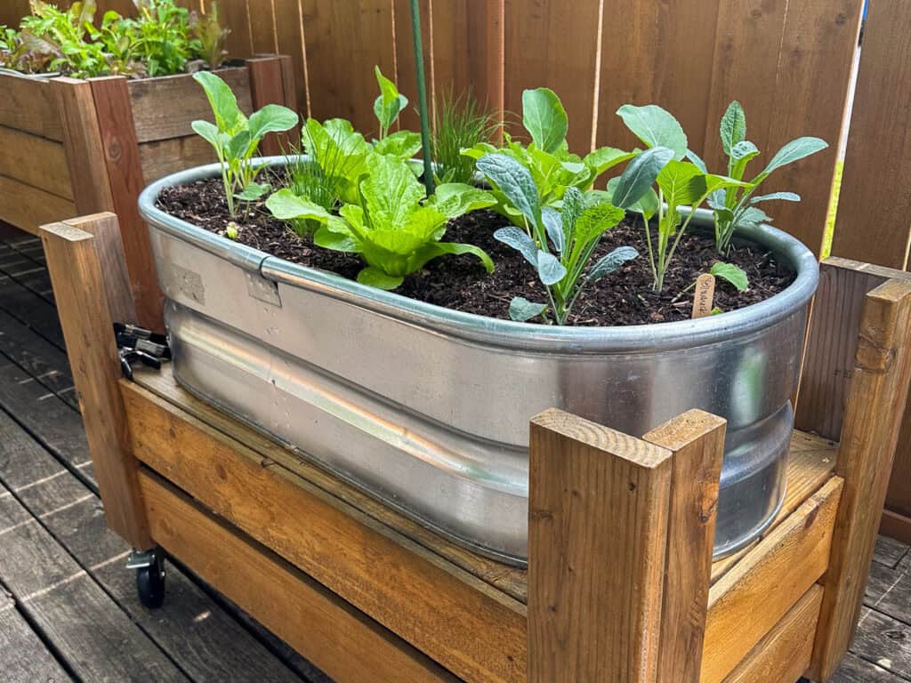 4 Easy Steps to Starting a Container Vegetable Garden